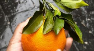 10 Reasons Why Oranges Are Good For You